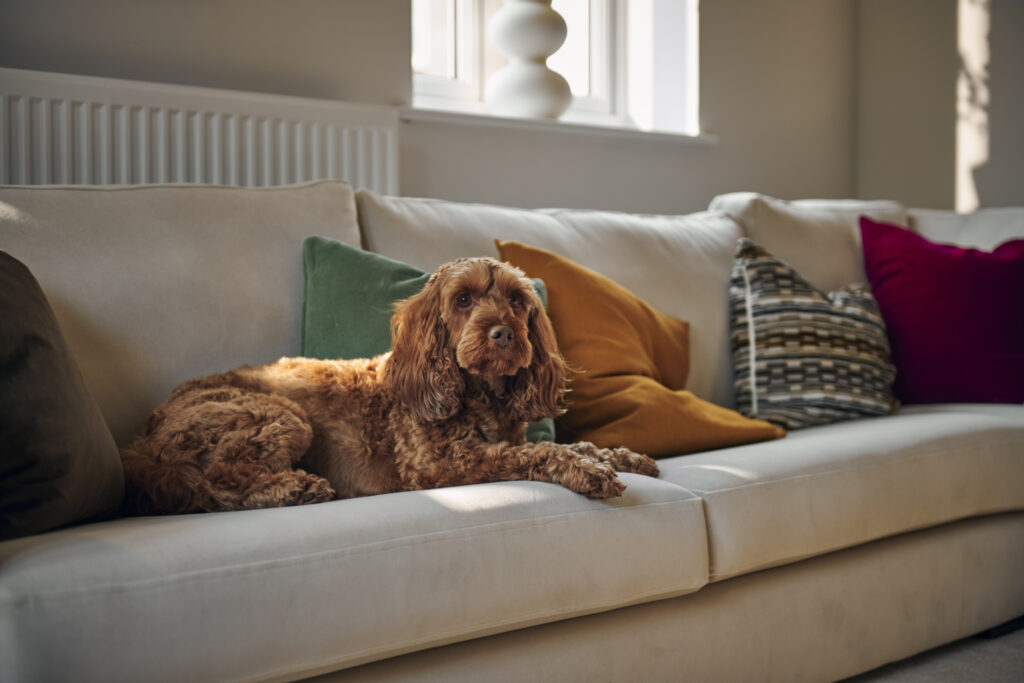 Cockapoo dog model Tessa - Urban Paws Agency