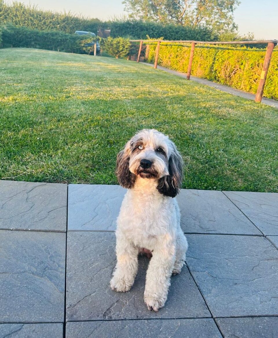 Bessie Cockapoo dog model - Urban Paws Agency