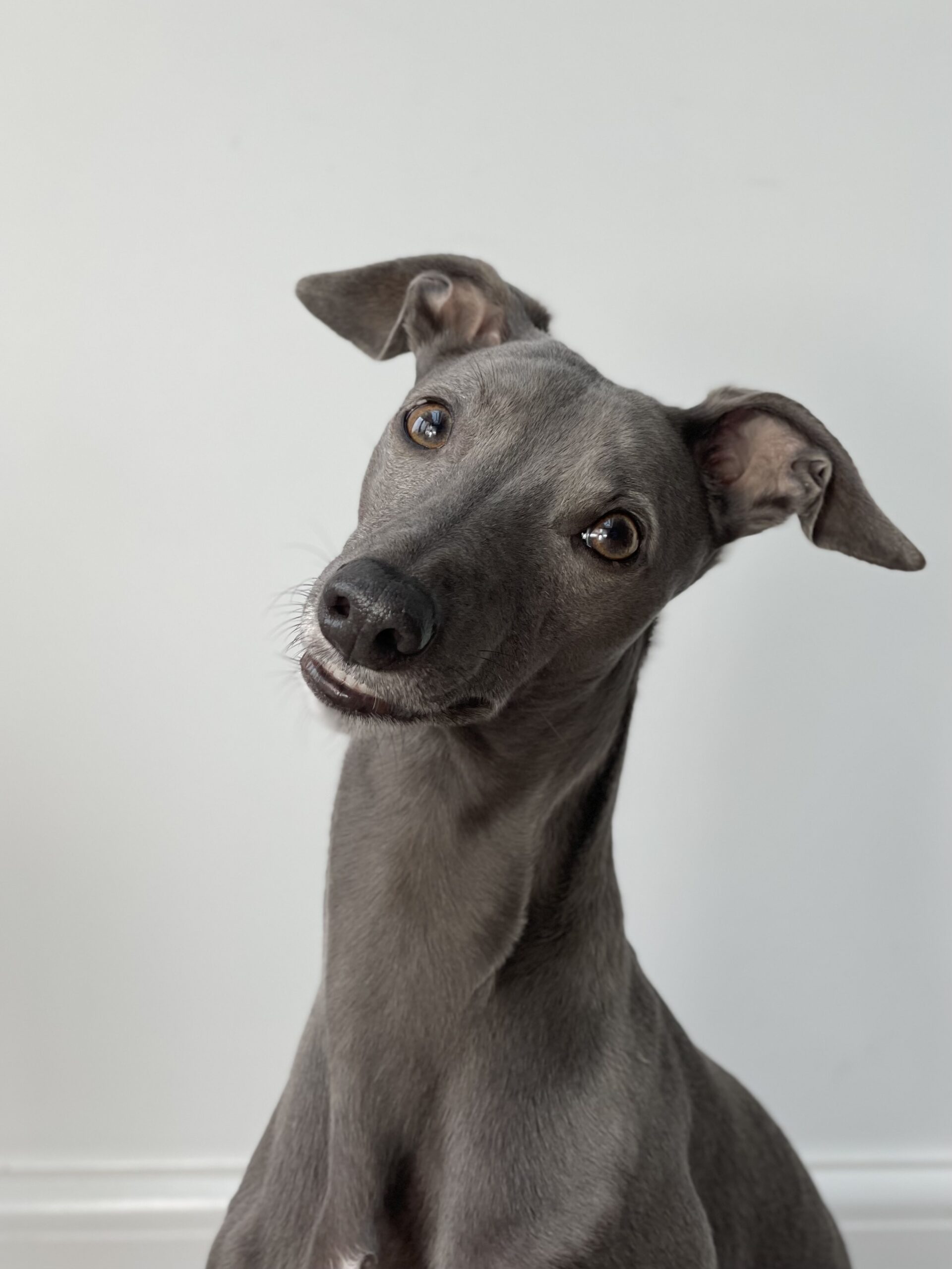 Whippet dog for hire - Urban Paws Agency