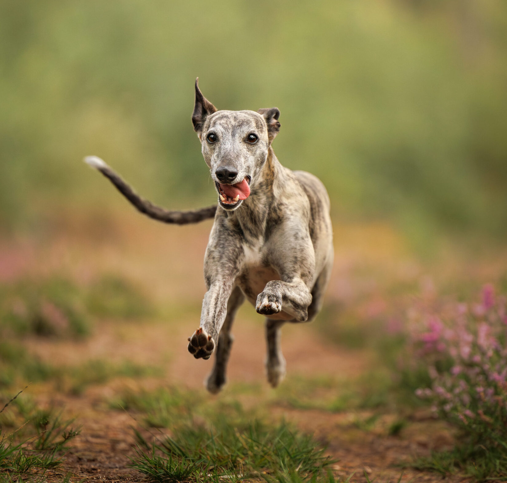 Whippet for hire - Urban Paws Agency