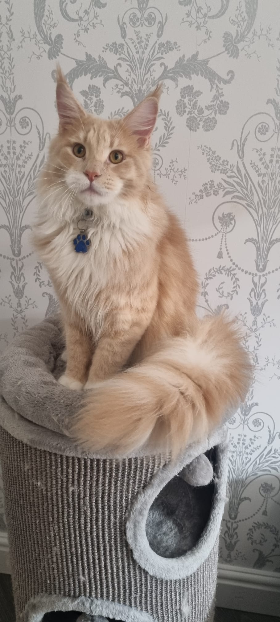 Maine Coon for hire Chino - Urban Paws Agency