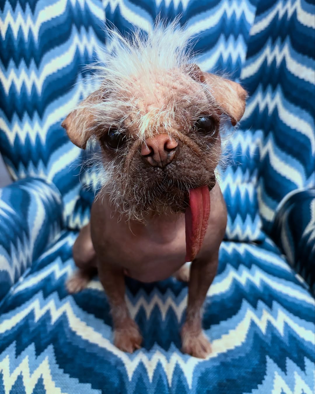 Peggy The Hairless Pug aka Dogpool - Urban Paws Agency