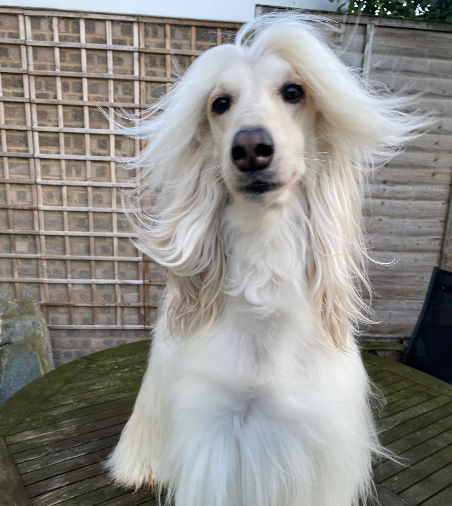 Rhaenyra Afghan Hound model for hire - Urban Paws Agency
