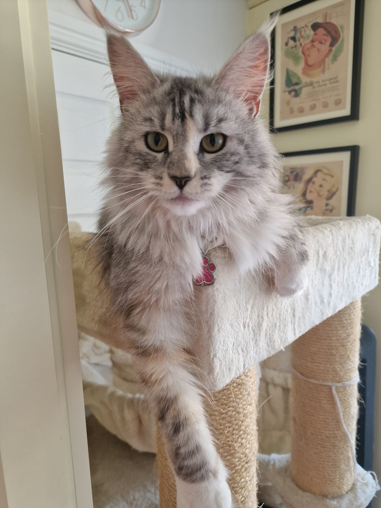 Savannah Maine Coon cat model - Urban Paws Agency