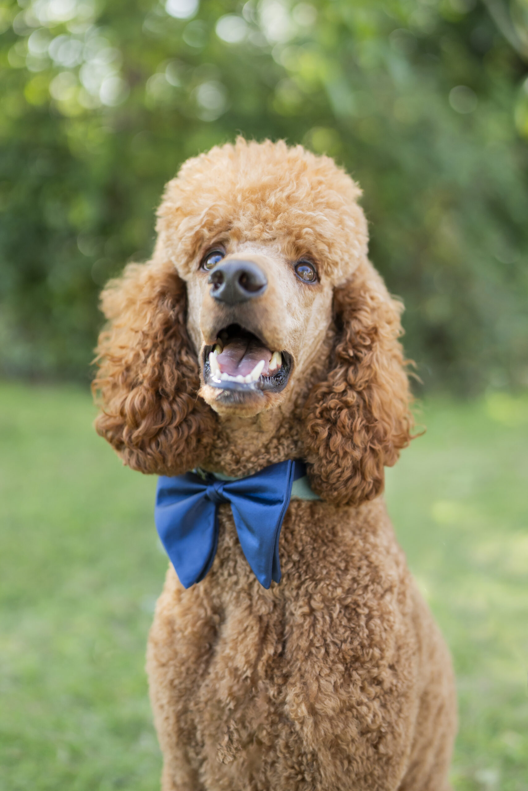 Standard Poodle for hire - Urban Paws Agency